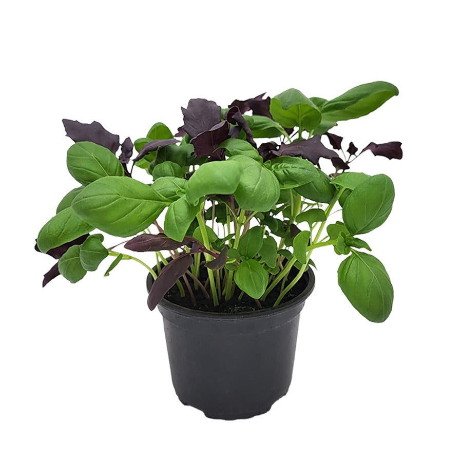 Bazalka MIX - Sazenice - Bylinky v květináči – SazeniceOnline